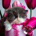 Kitty Amour Cattery - Exquisite Exotic Shorthair Kittens TX